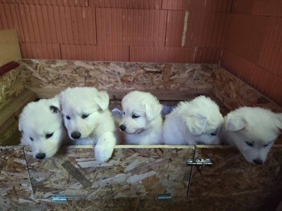 Švicarski bijeli ovčar - čistokrvni štenci (Posljednja ženka)