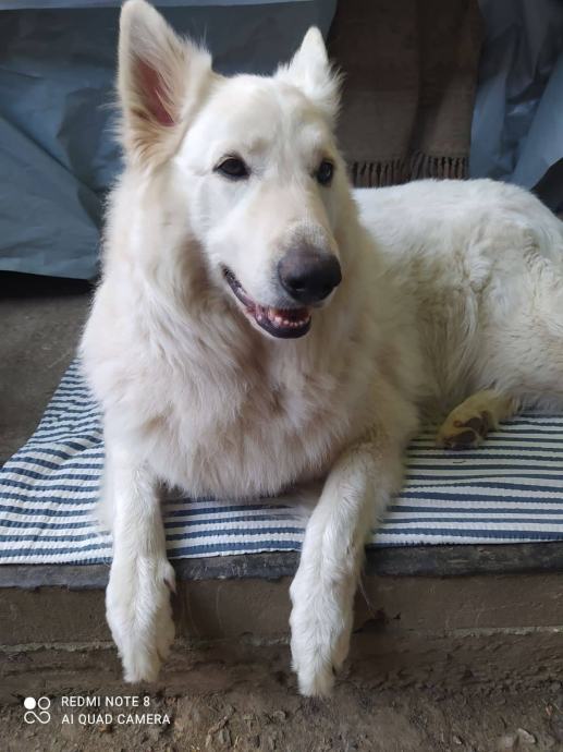 Švicarski bijeli ovčar - čistokrvni štenci (Posljednja ženka)