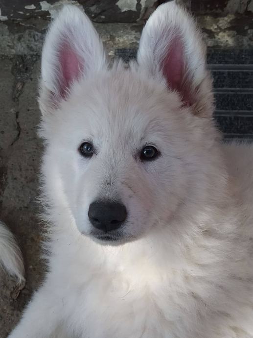 Švicarski bijeli ovčar - čistokrvni štenci