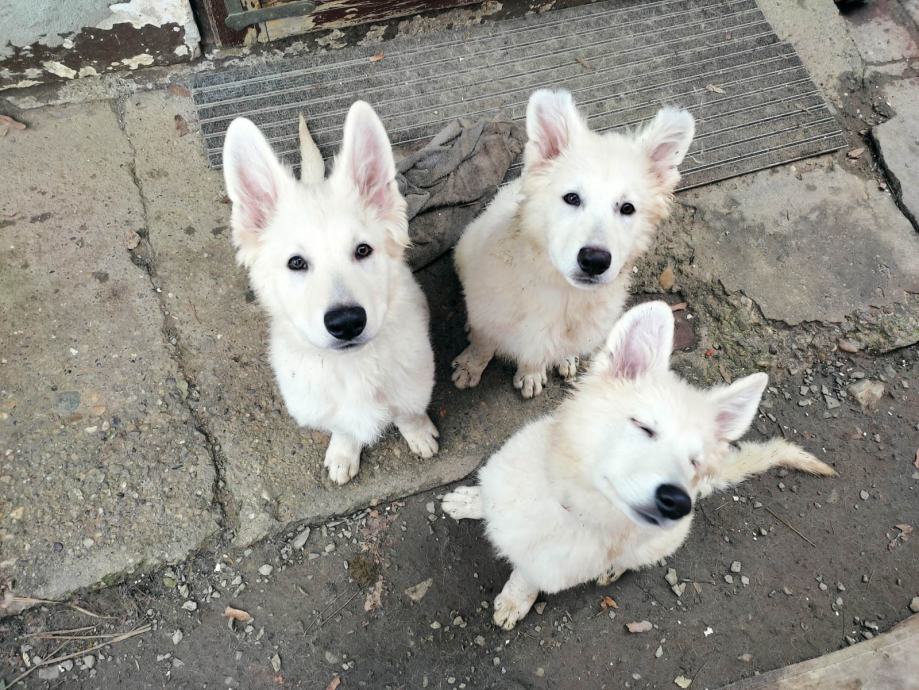 Švicarski bijeli ovčar - čistokrvni štenci (Posljednja ženka)