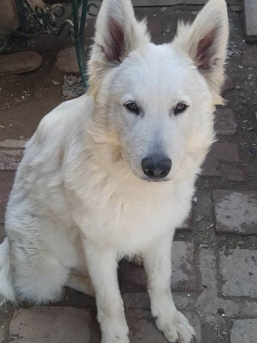 Švicarski bijeli ovčar - čistokrvni štenci (Posljednja ženka)