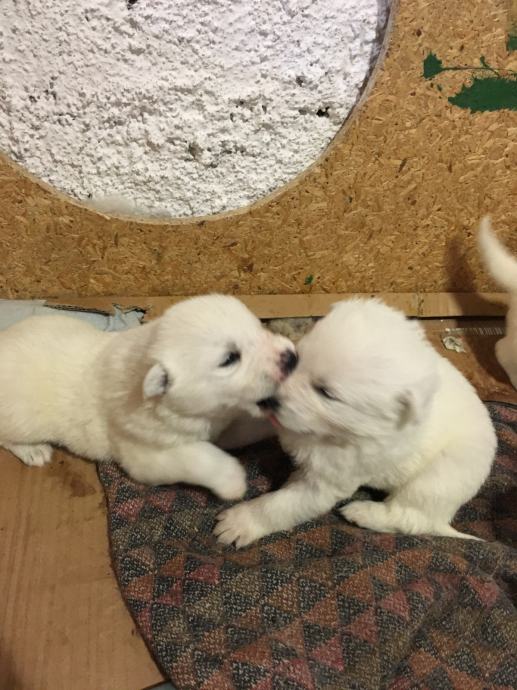 Švicarski (bijeli) ovčari