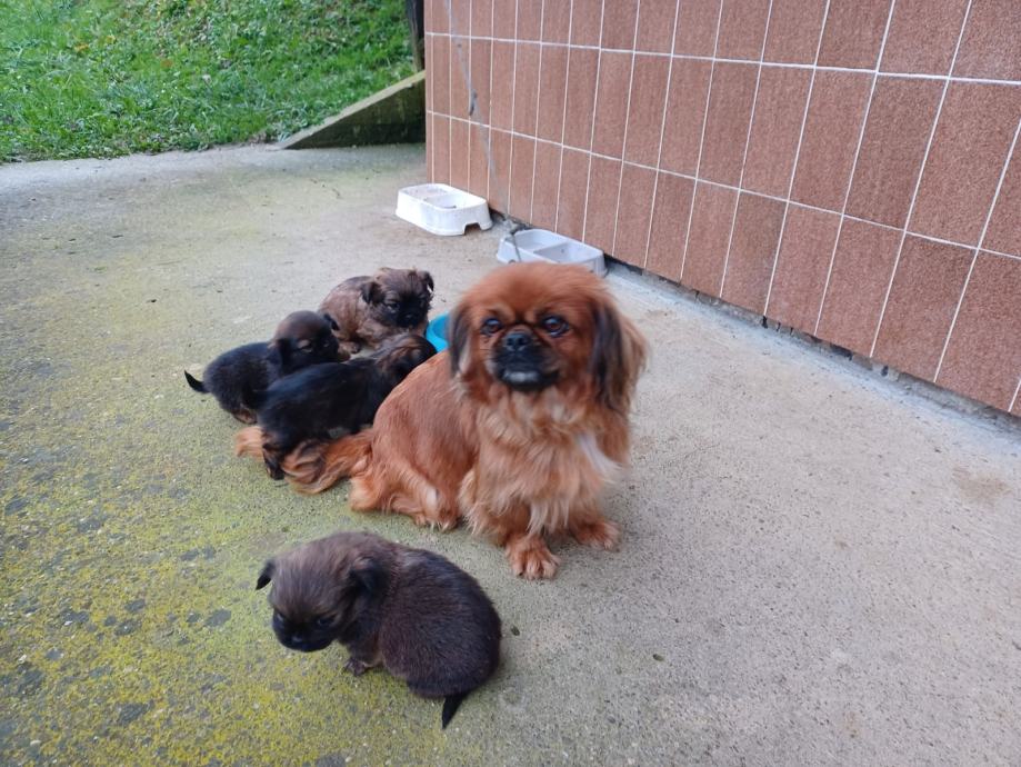 Tibetski španijel - pekinezer