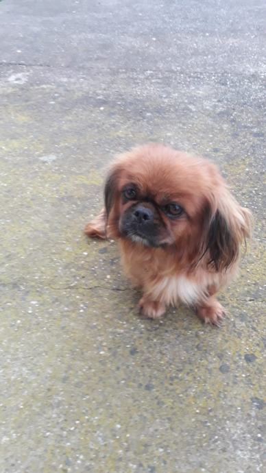 Tibetski španijel - pekinezer