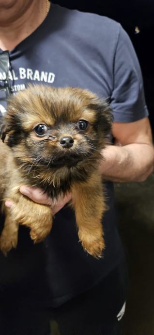 Tibetski španijel - pekinezer