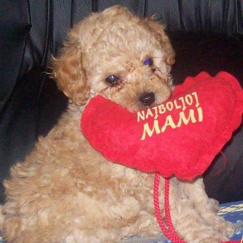 TOJ pudlice - muska stenad