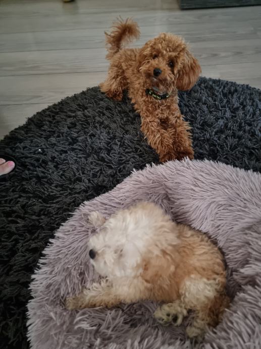 Pudla APRICOT boje, veličina između toy i mini