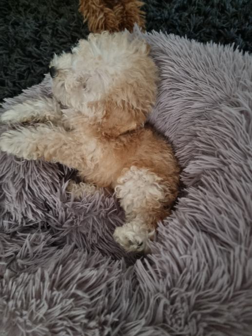 Pudla APRICOT boje, veličina između toy i mini