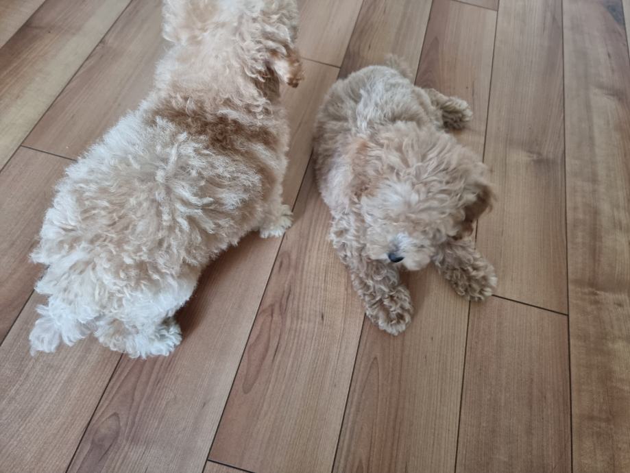 Pudla APRICOT boje, veličina između toy i mini