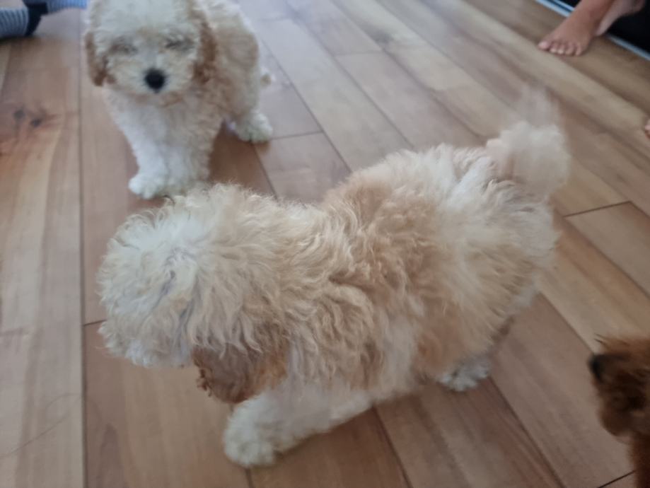 Pudla APRICOT boje, veličina između toy i mini