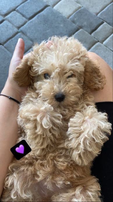 Pudla APRICOT boje, veličina između toy i mini