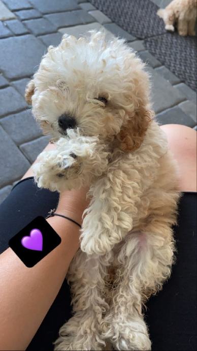 Pudla APRICOT boje, veličina između toy i mini