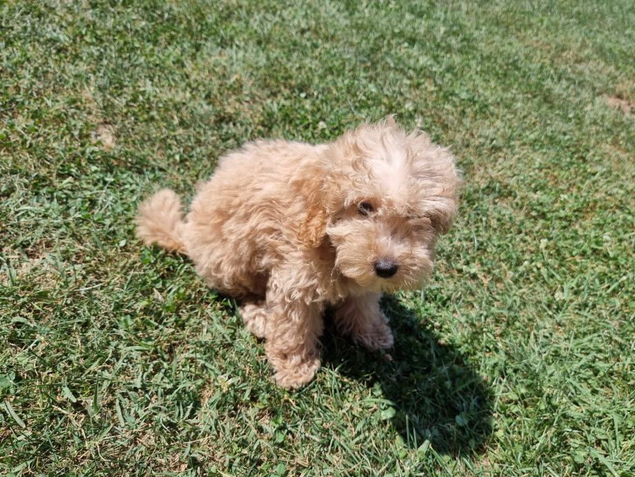 Pudla APRICOT boje, veličina između toy i mini