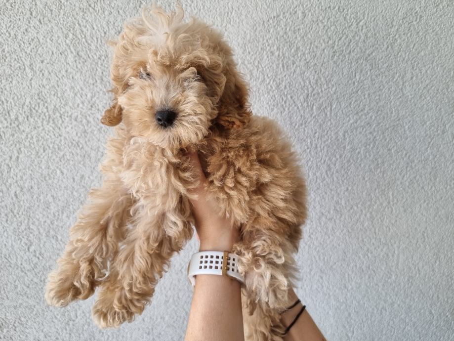 Pudla APRICOT boje, veličina između toy i mini