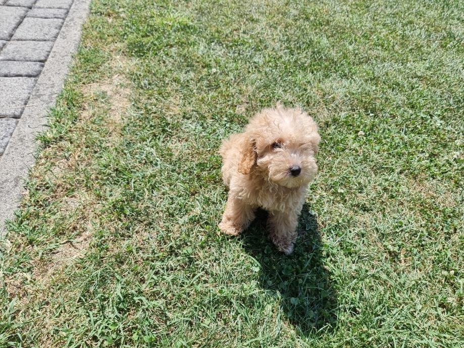 Pudla APRICOT boje, veličina između toy i mini