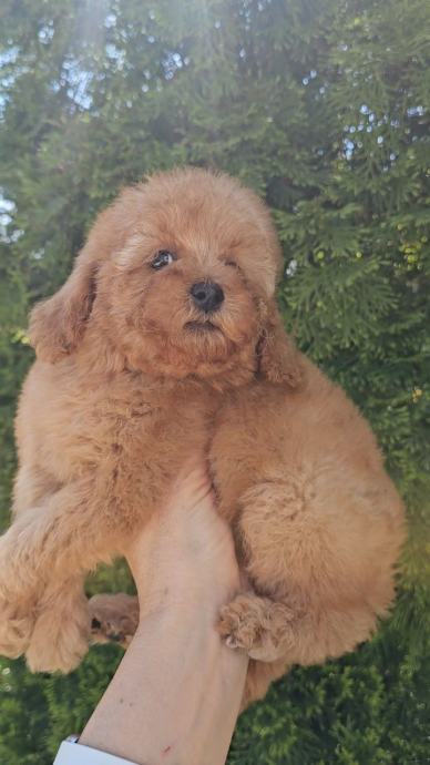 Toy Poodle Apricot muzjak! Garantovano sitna TOY! Roditeli sampioni