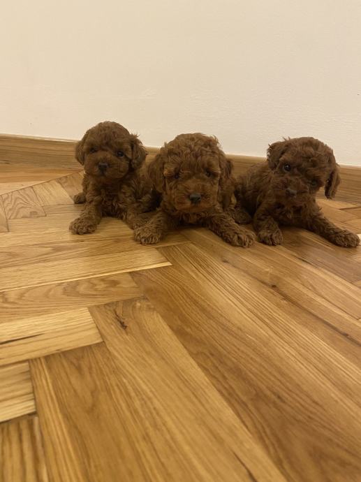 Toy pudla crvena i aprikot Dostava