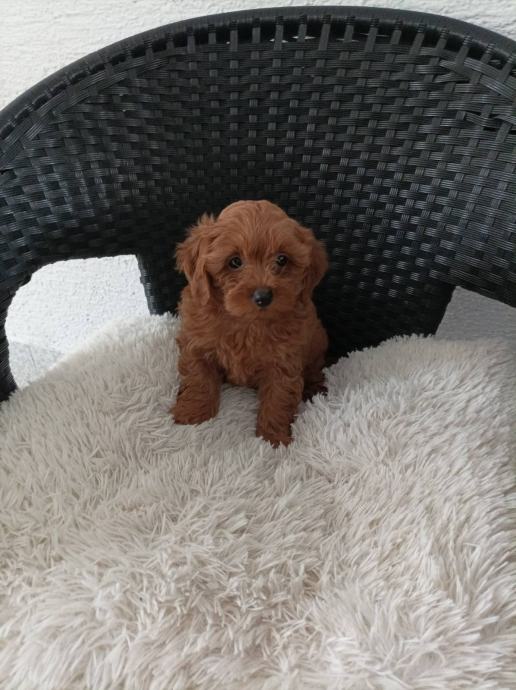 Toy pudla crvena i aprikot stenci Dostava