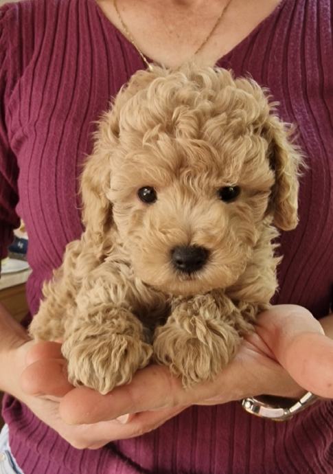 Toy Pudle sa rodovnicom