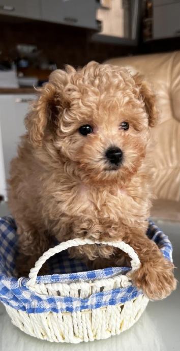 Toy Pudle sa rodovnicom