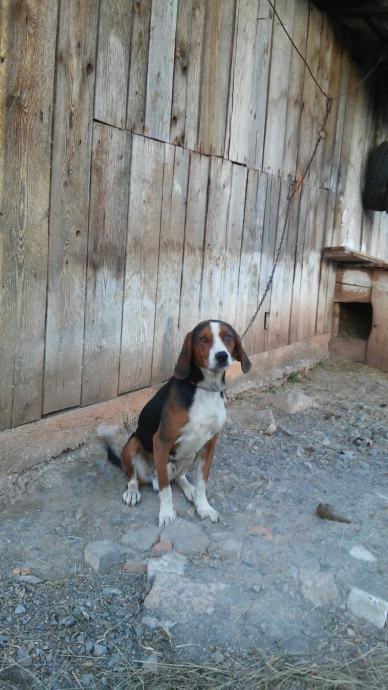 Trobojni gonić,trobojac