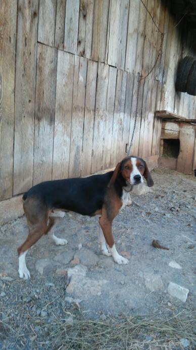 Trobojni gonić,trobojac