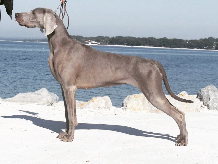 Vajmarski pticar stenci