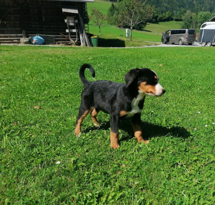veliki švicarski planinski pas
