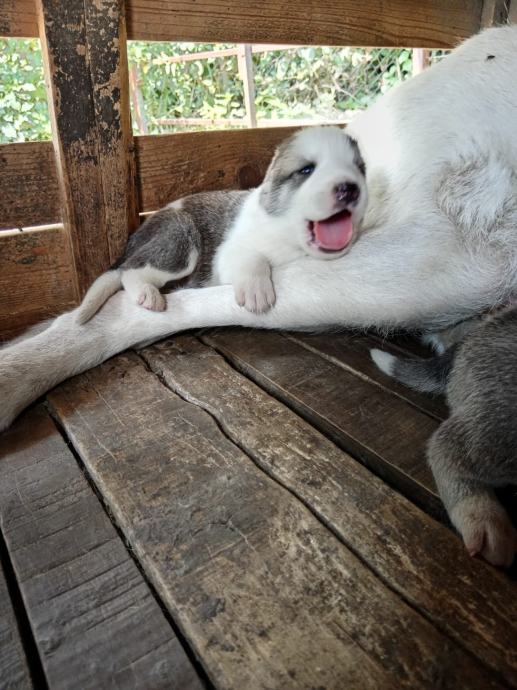 VOLKODAV ŠTENCI NARUDŽBE