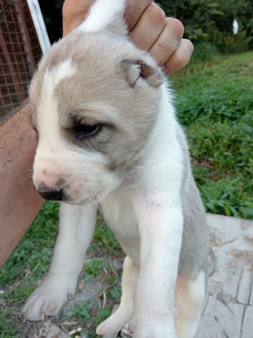 VOLKODAV ŠTENCI NARUDŽBE