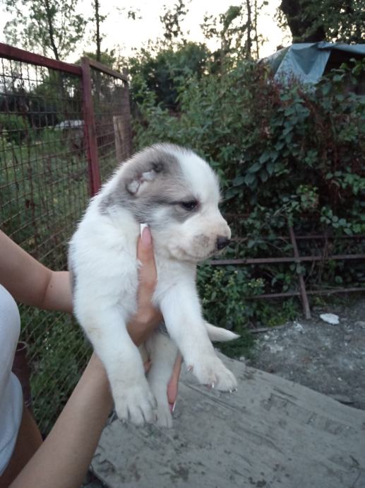 VOLKODAV ŠTENCI NARUDŽBE