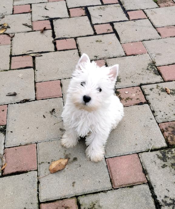 Westy štenci-Zapadnoškotski bijeli terijer