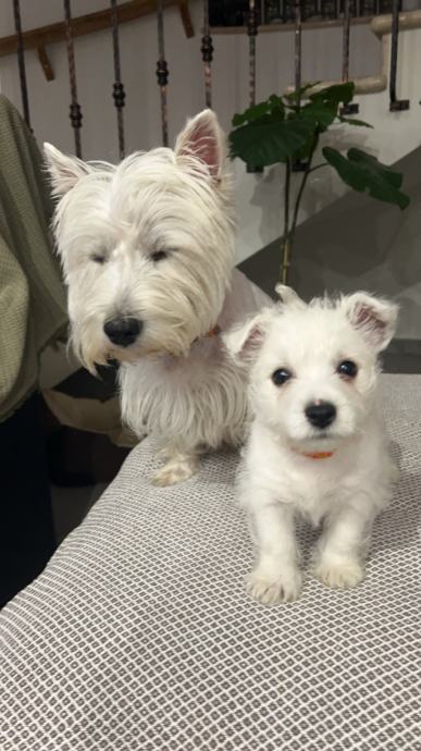 Westy štenci zapadno škotski bijeli terijer