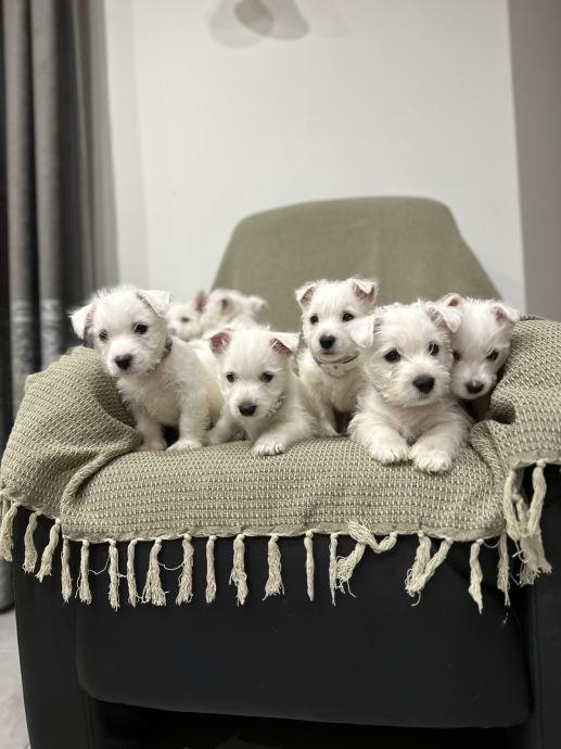 Westy štenci zapadno škotski bijeli terijer