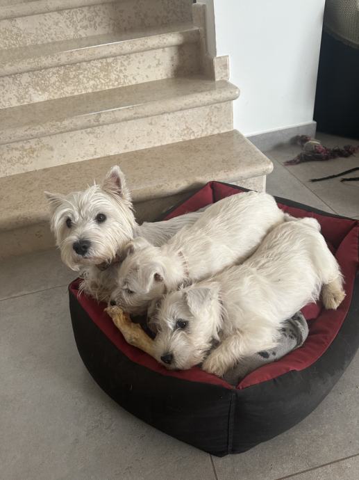 Westy štenci zapadno škotski bijeli terijer