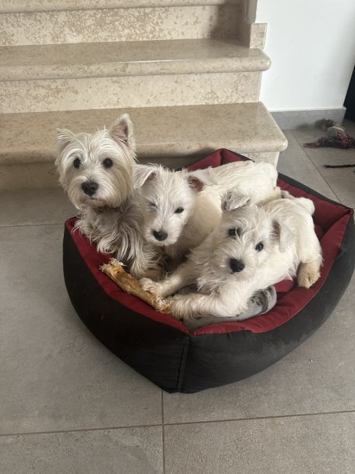 Westy štenci zapadno škotski bijeli terijer