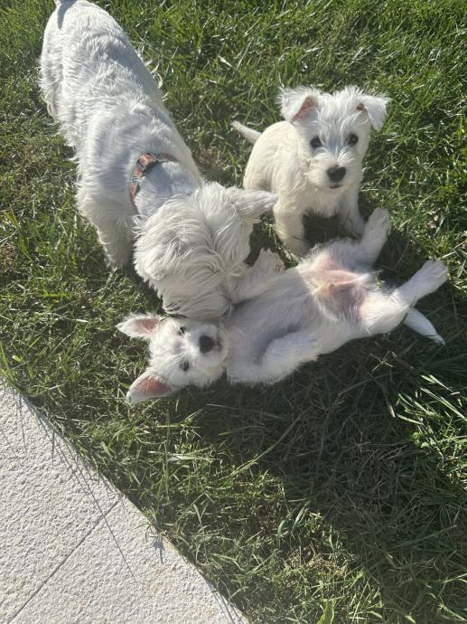 Westy štenci zapadno škotski bijeli terijer