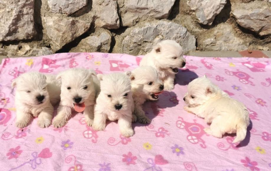 Westy štenci-Zapadnoškotski bijeli terijer