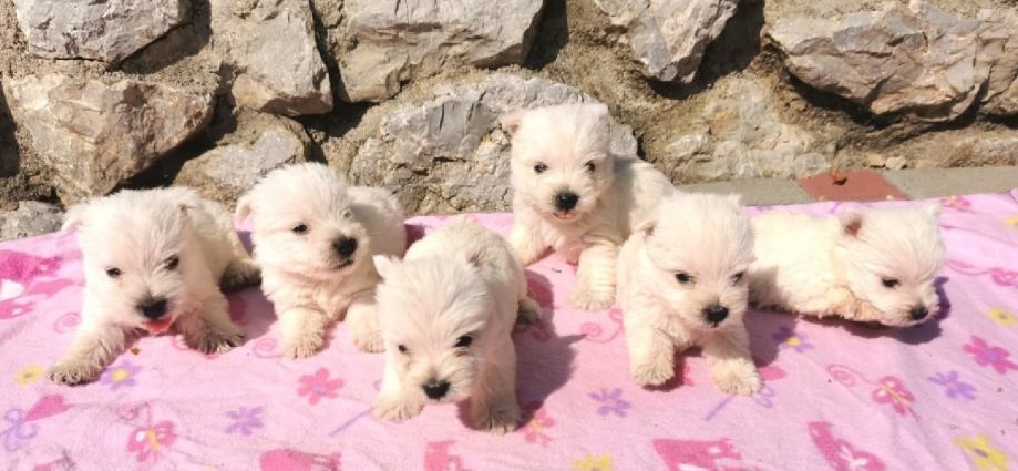 Westy štenci-Zapadnoškotski bijeli terijer