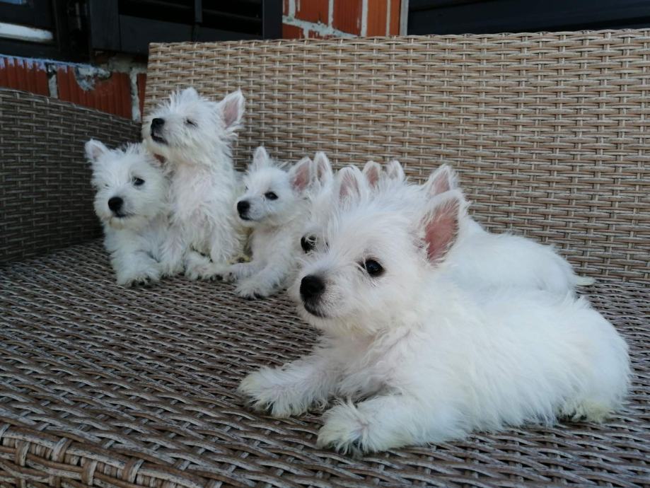 Westy štenci-Zapadnoškotski bijeli terijer