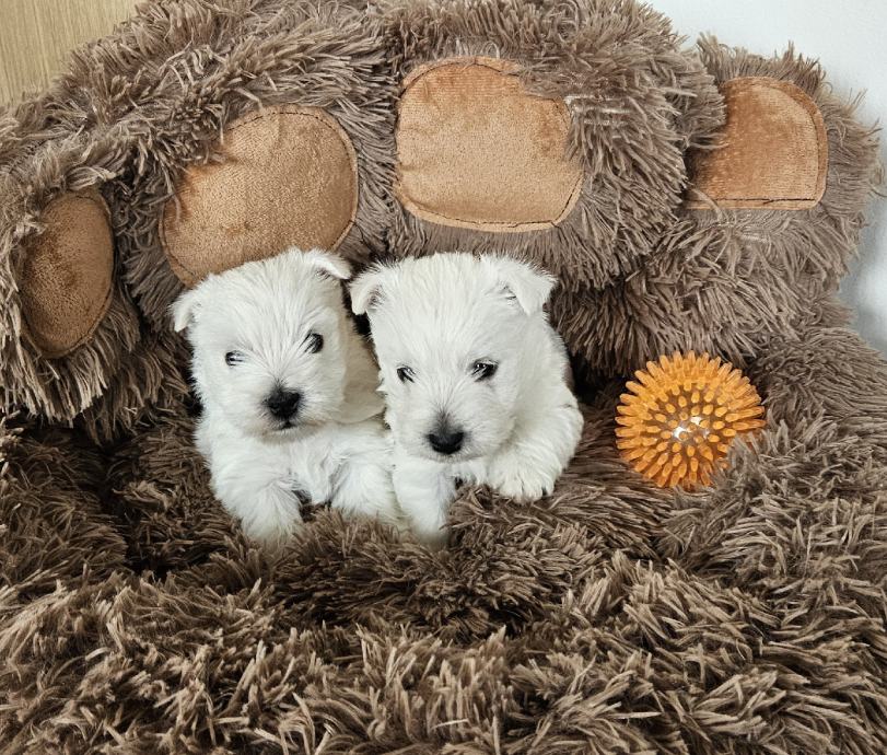 Westy štenci -Zapadnoškotski bijeli terijeri