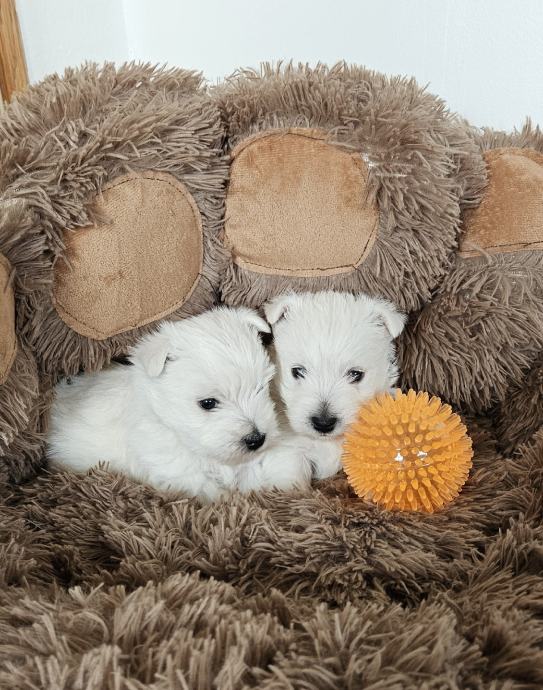Westy štenci -Zapadnoškotski bijeli terijeri