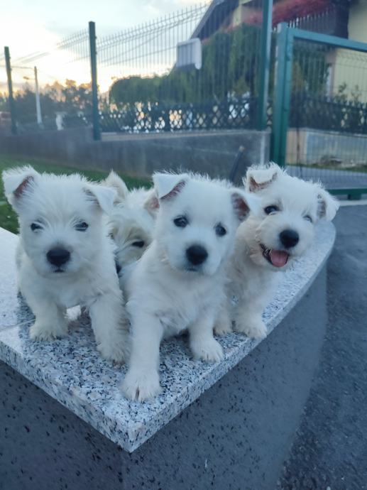 Westy, Zapadnoškotski bijeli terijer štenci REZERVACIJE