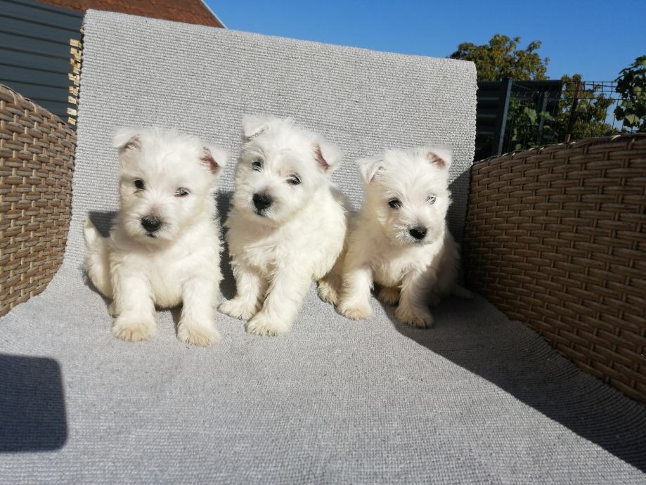 Westy Zapadnoskotski bijeli terijer stenci