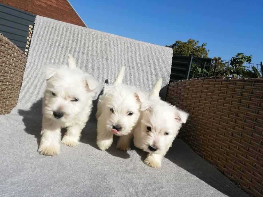 Westy Zapadnoskotski bijeli terijer stenci