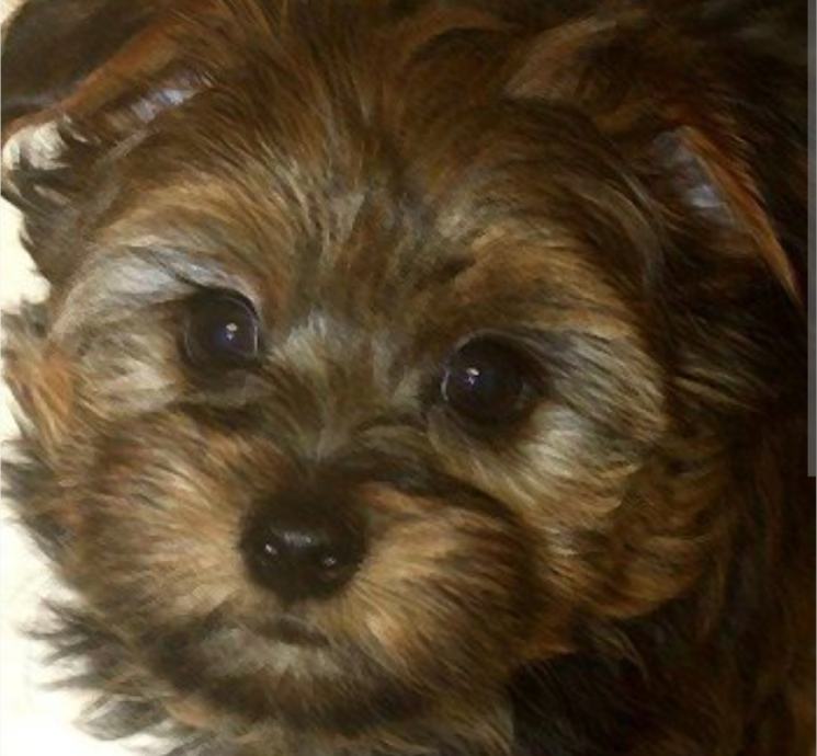 Yorkie-Ton rijetka prilika