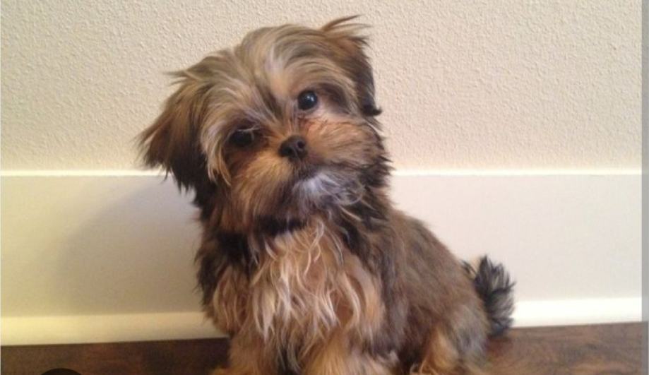 Yorkie-Ton rijetka prilika