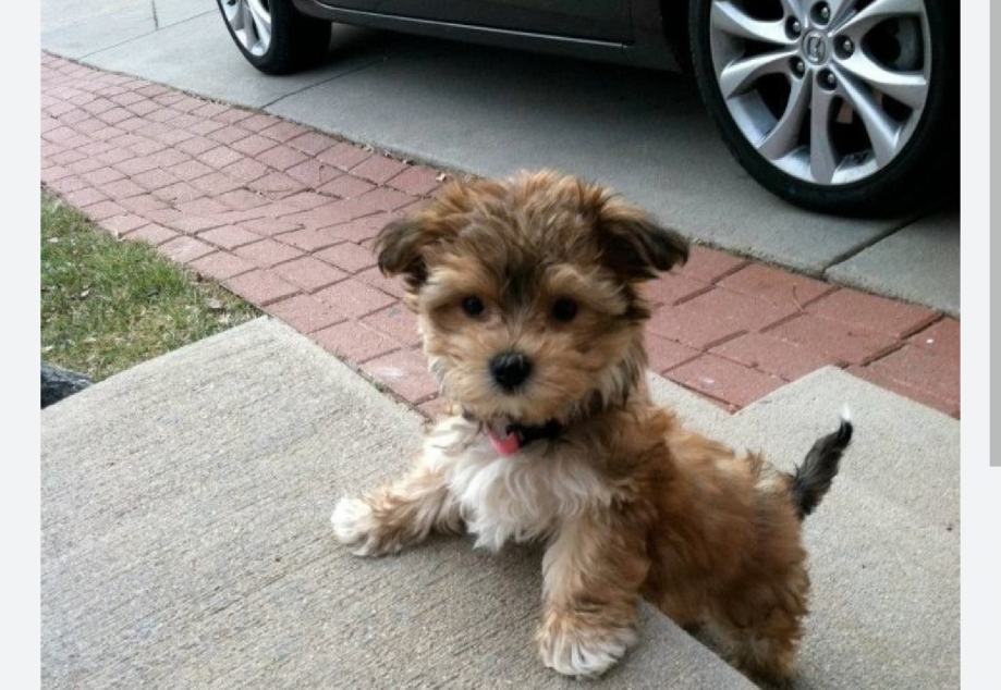 Yorkie-Ton rijetka prilika