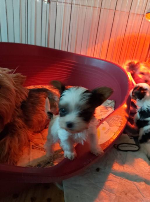 Jorkširski terier i biewer yorkshire jorki ekstra mini