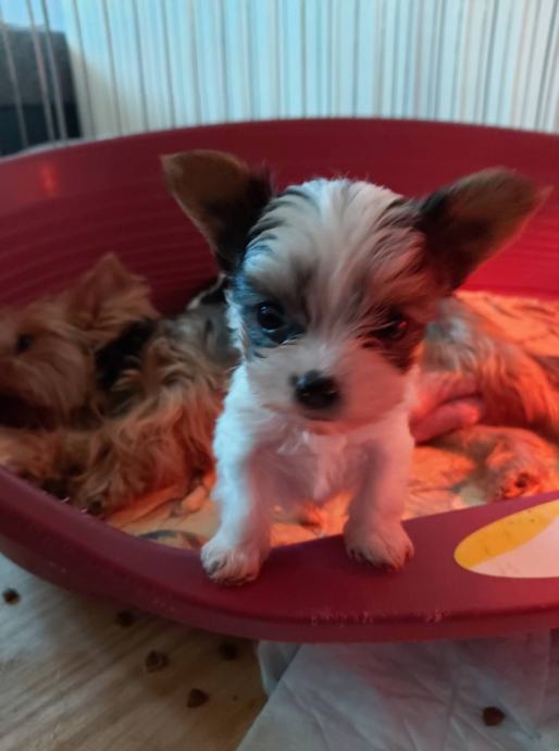 Jorkširski terier i biewer yorkshire jorki ekstra mini